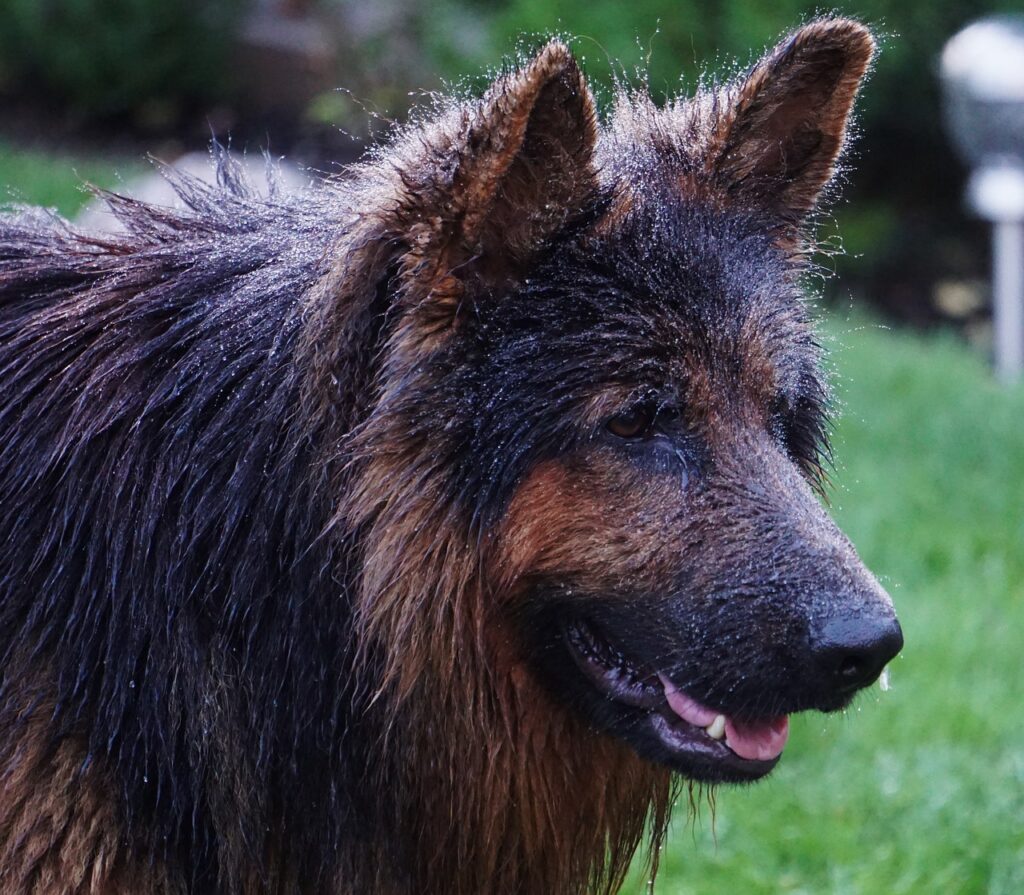 The East DDR Working Line German Shepherd (Everything You Need To Know ...