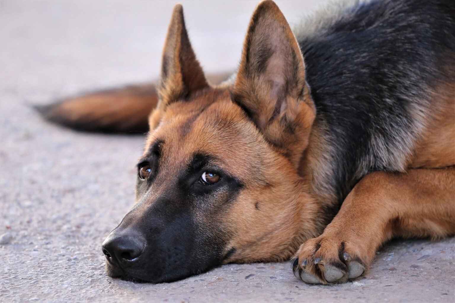 Easily Understand German Shepherd Pregnancy Stages (Week 1-9) - CanineVile